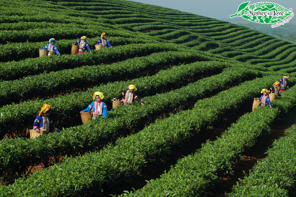 Summer Tea Leave Salad (Laphet Thoke) Sale! – Myanmar Food USA