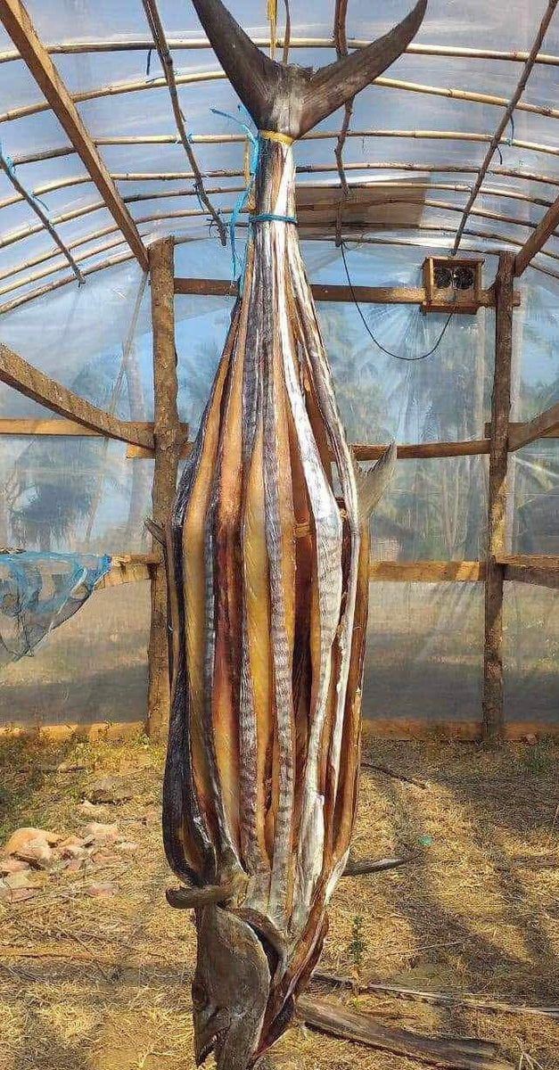 Queen Lady Mackerel Dried Fish (ငါး ကွန်း ရှပ် ဆား ပေါ့ ခြောက်) 160 gm ...