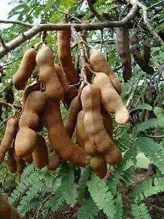 Shwe Hnin Fried Baby Tamarind Fruit with Dried Shrimp (ရွှေ နှင်း မန ...
